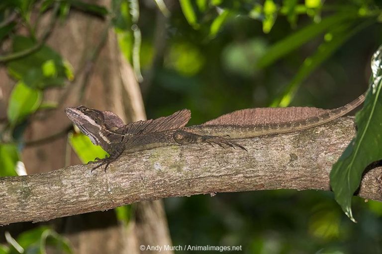 Common Basilisk Lizard – Animal Images