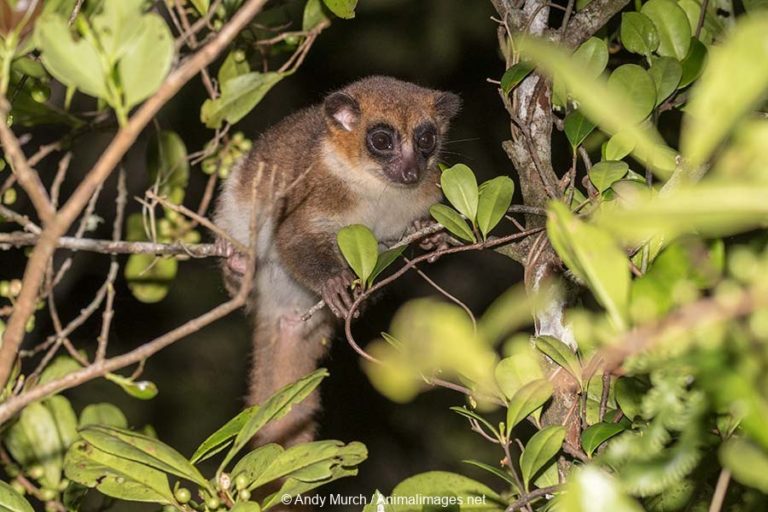 Furry-eared Dwarf Lemur – Animal Images