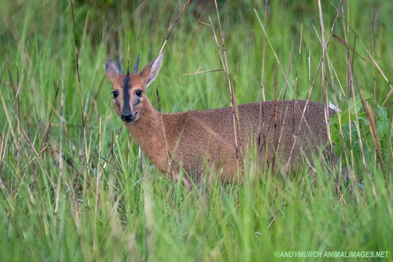 Common Duiker – Animal Images