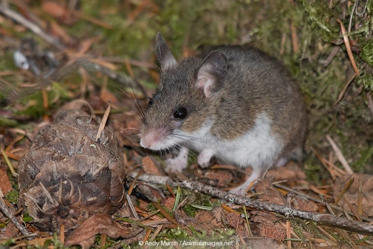 North American Deer Mouse – Animal Images