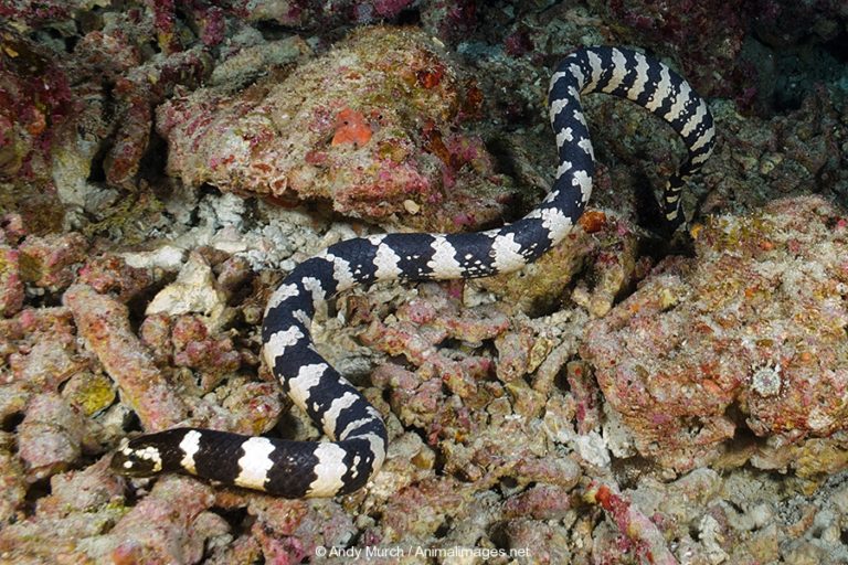 Elapid Snakes – Animal Images