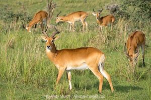 Kob – Animal Images