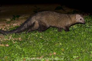 White-tailed Mongoose – Animal Images
